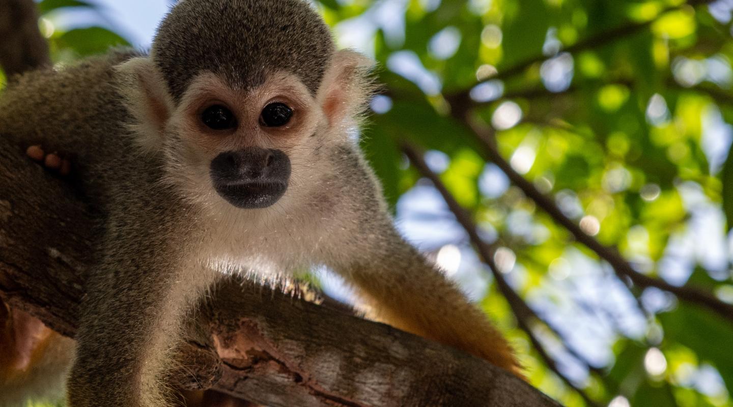 The Amazon Rainforest | WWF